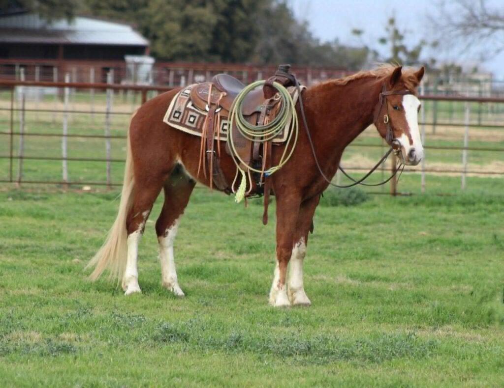 Tomahawk - Platinum Equine Auction