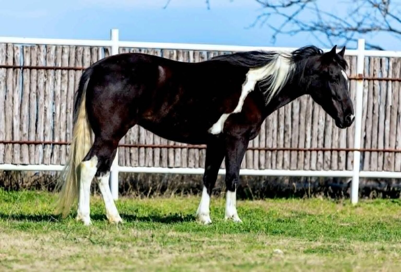 Home - Platinum Equine Auction