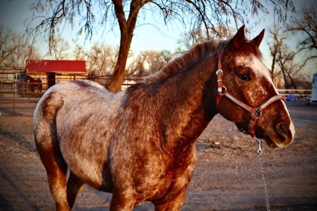 Simba - Platinum Equine Auction