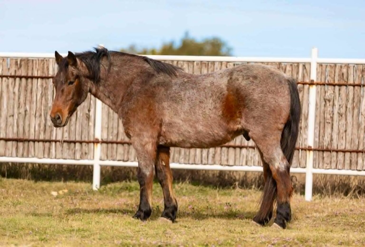 Live Auctions - Platinum Equine Auction