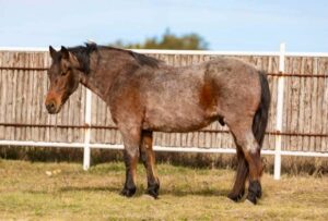 Live Auctions - Platinum Equine Auction