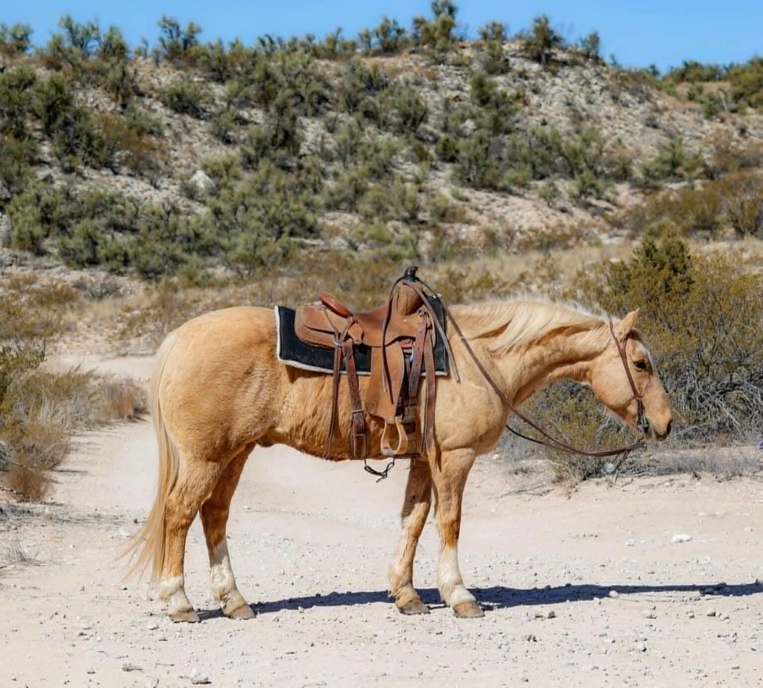 Live Auctions - Platinum Equine Auction