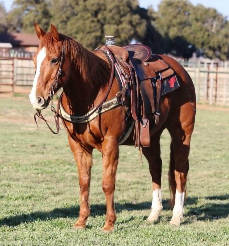 Louis - Platinum Equine Auction