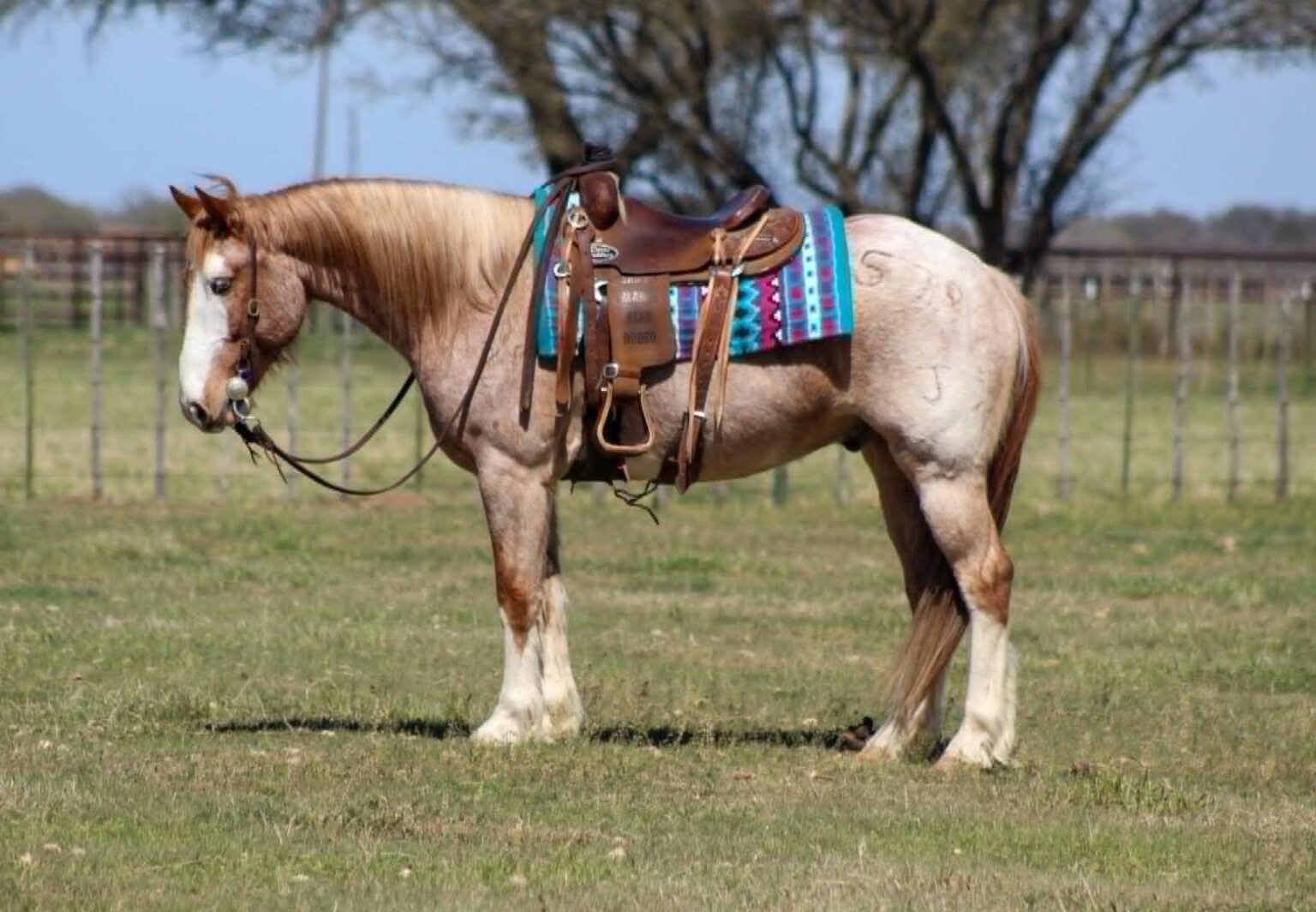 Live Auctions - Platinum Equine Auction