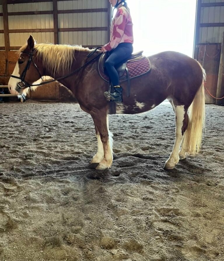 Journey - Platinum Equine Auction