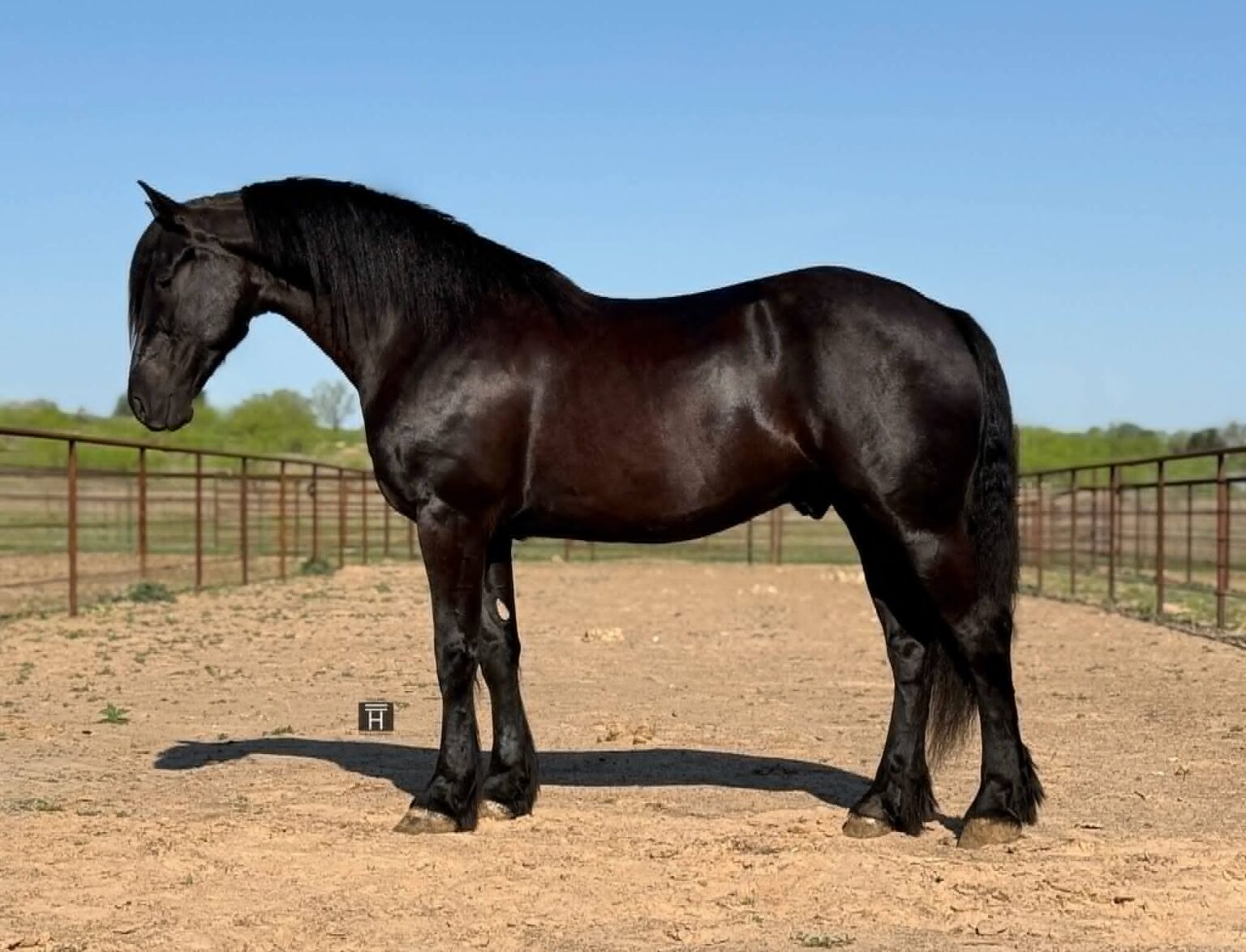 Home - Platinum Equine Auction