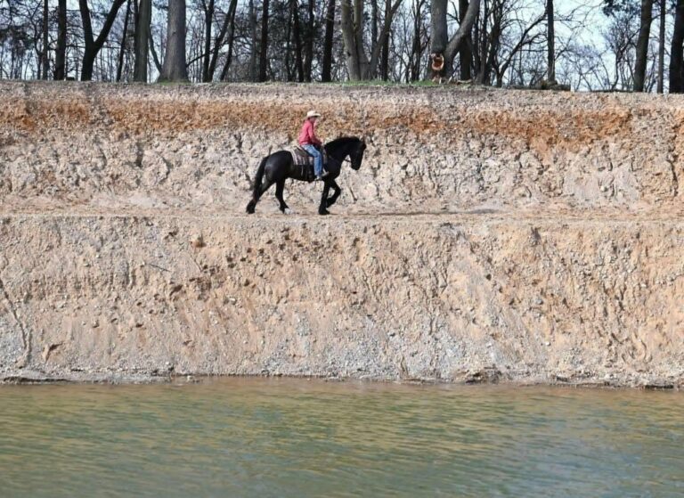 Louis Boy - Platinum Equine Auction