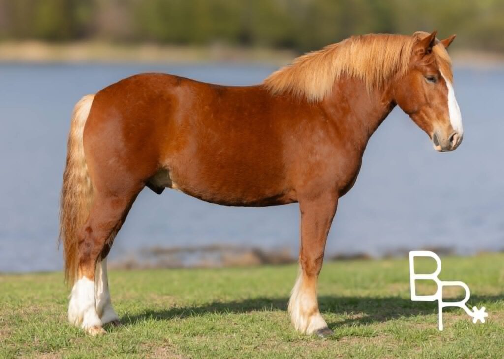 5 Day Money Back Guarantee- Jake - Platinum Equine Auction