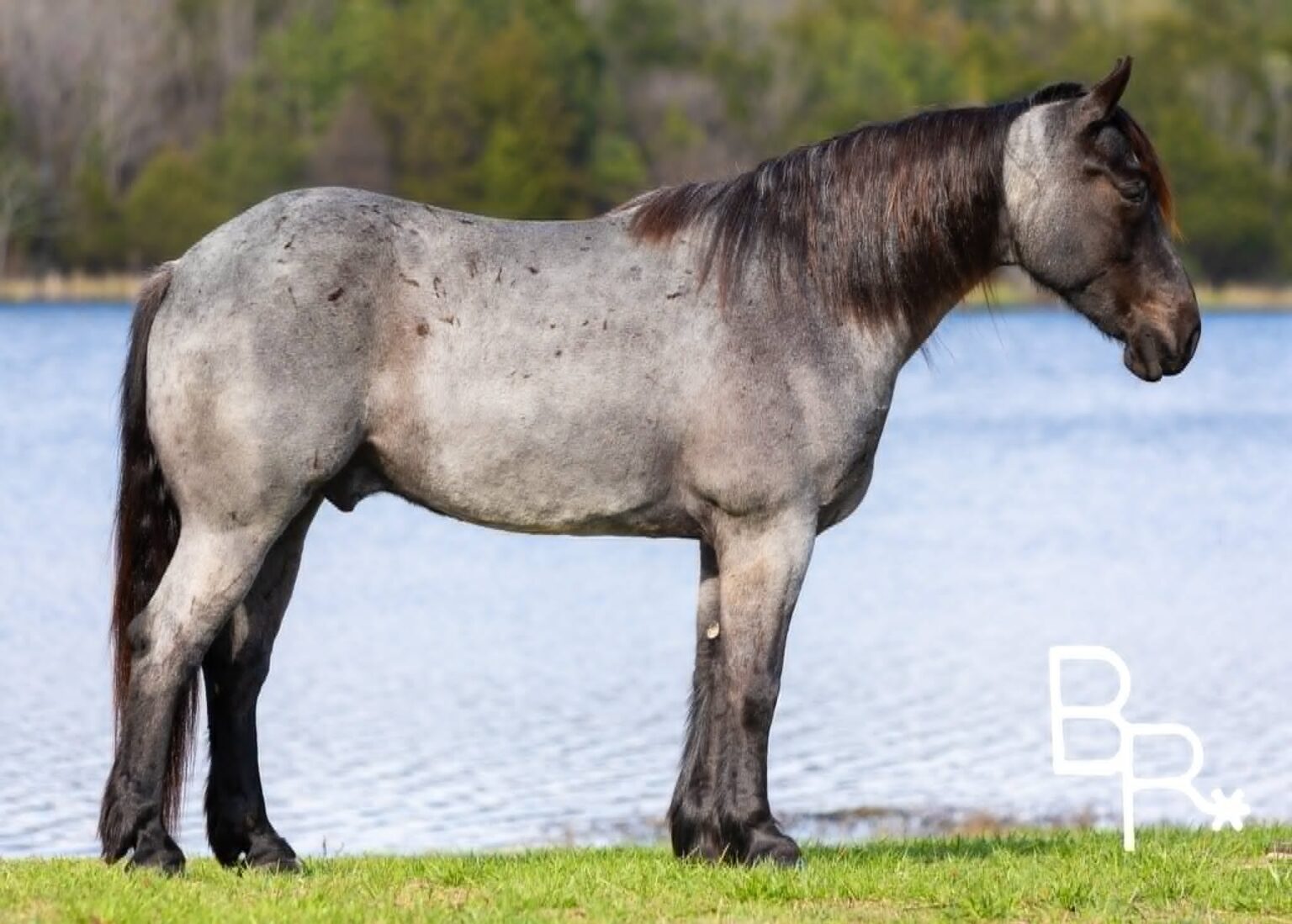 Live Auctions - Platinum Equine Auction