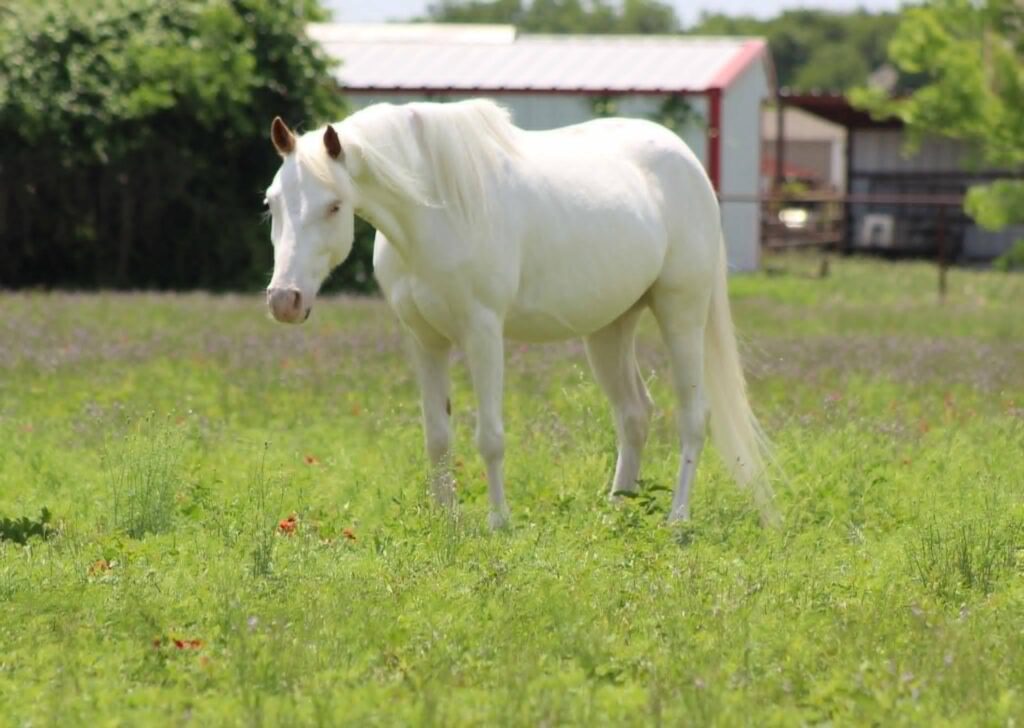 Casper - Platinum Equine Auction
