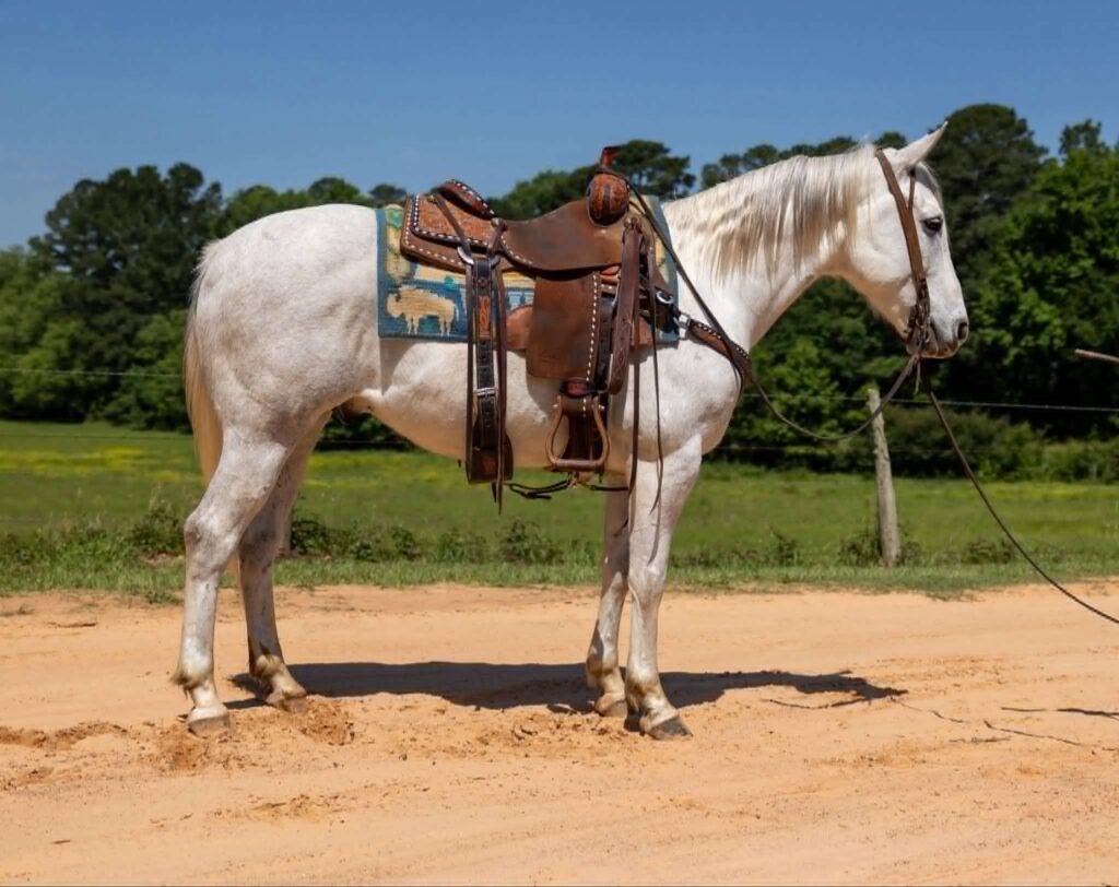 Leo - Platinum Equine Auction