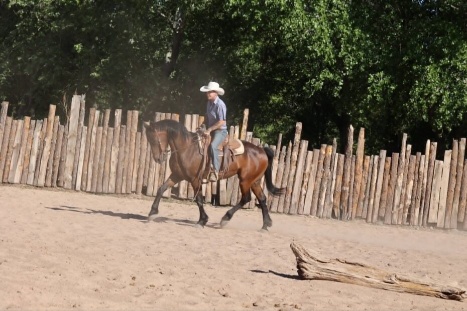 Arthur - Platinum Equine Auction