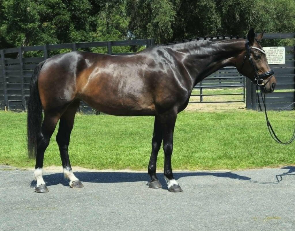 Kylee - Platinum Equine Auction