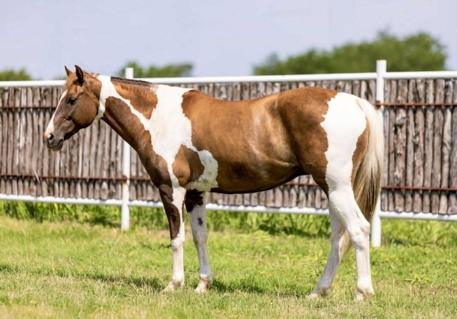 Bare Willow Tree - Platinum Equine Auction