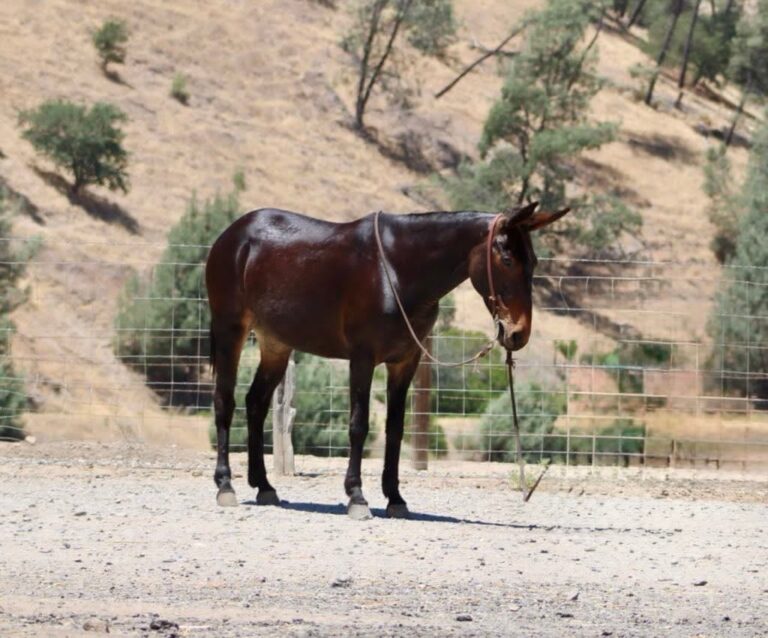 Bella - Platinum Equine Auction