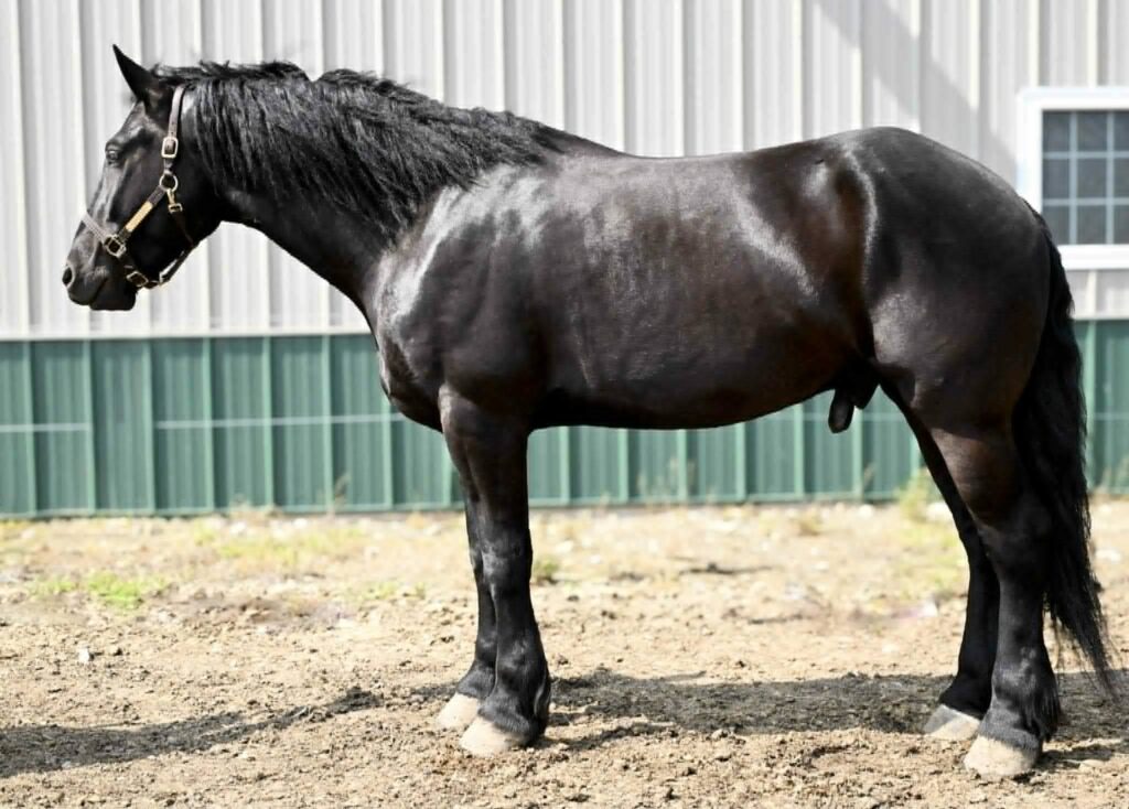 Gunner - Platinum Equine Auction