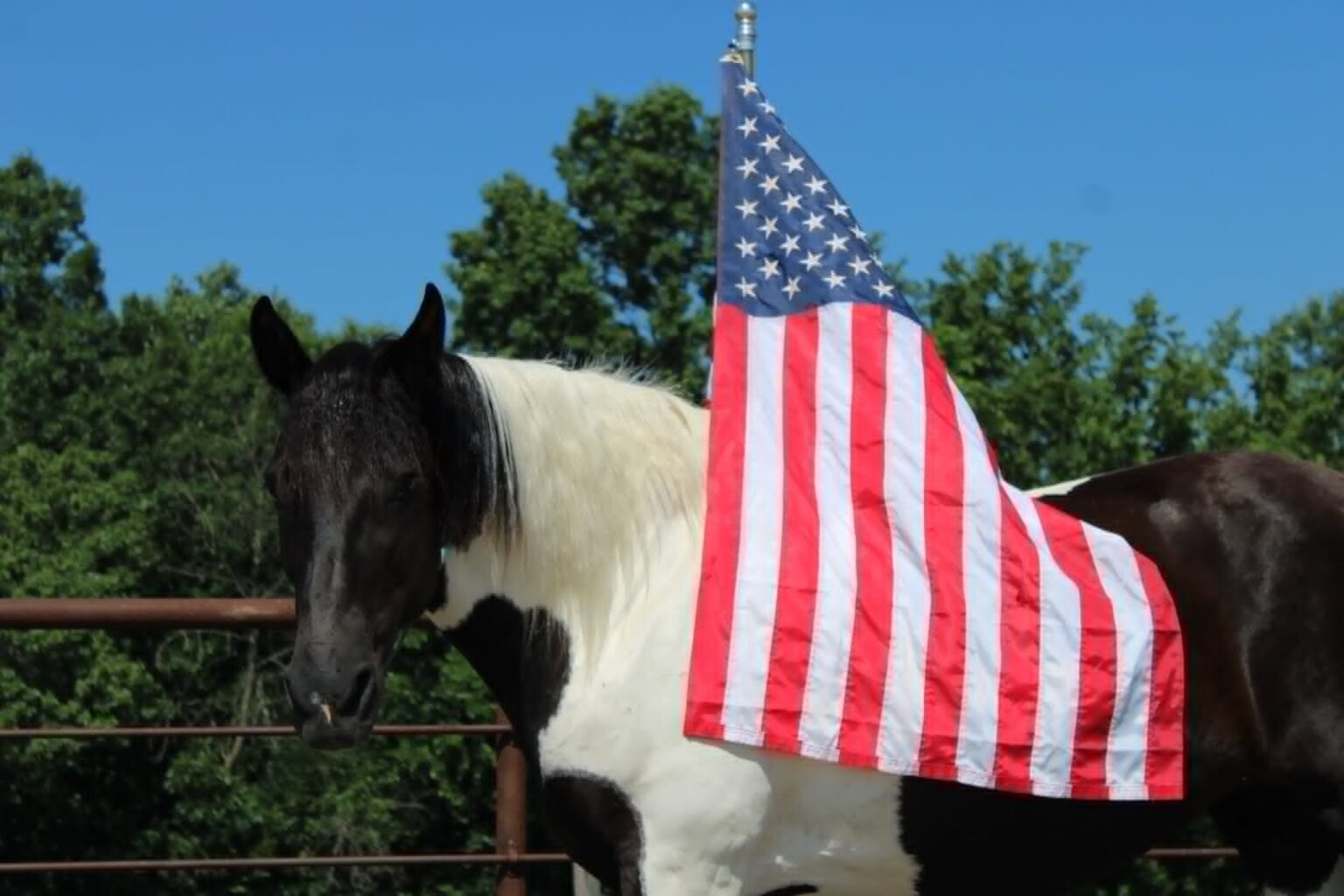 Annie - Platinum Equine Auction