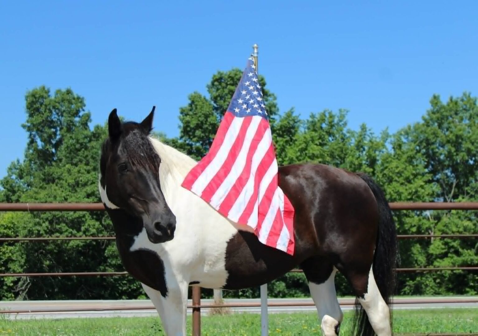 Annie - Platinum Equine Auction