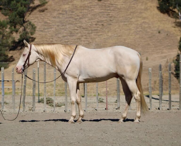 Argo - Platinum Equine Auction