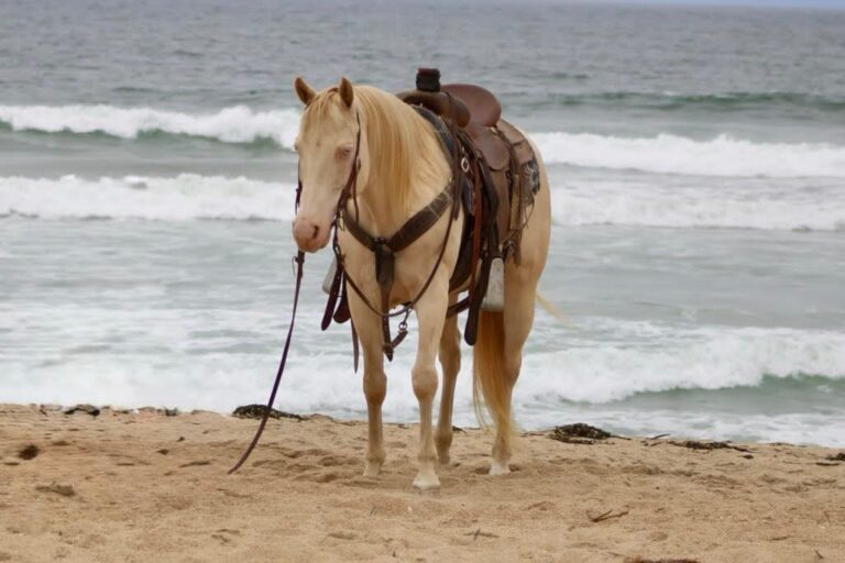 Argo - Platinum Equine Auction