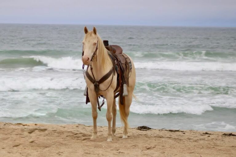 Argo - Platinum Equine Auction