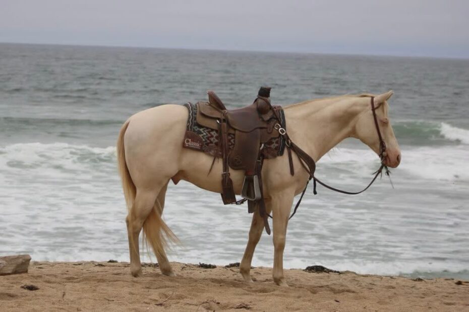 Argo - Platinum Equine Auction