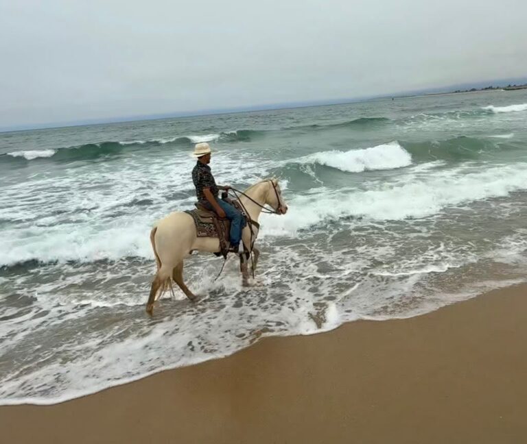 Argo - Platinum Equine Auction