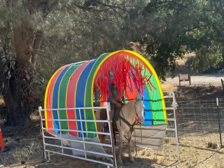 Argo - Platinum Equine Auction