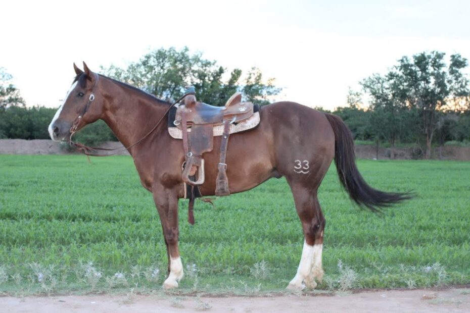 Live Auctions - Platinum Equine Auction