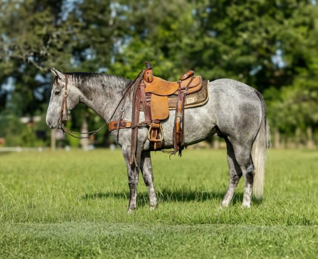 Lil Kemo Sahbee - Platinum Equine Auction