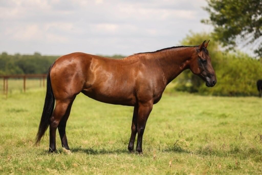 Stella - Platinum Equine Auction