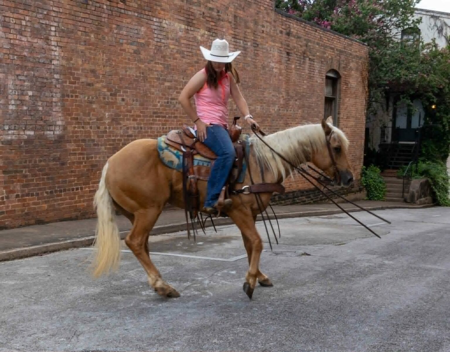 ASM Moon Rocket - Platinum Equine Auction