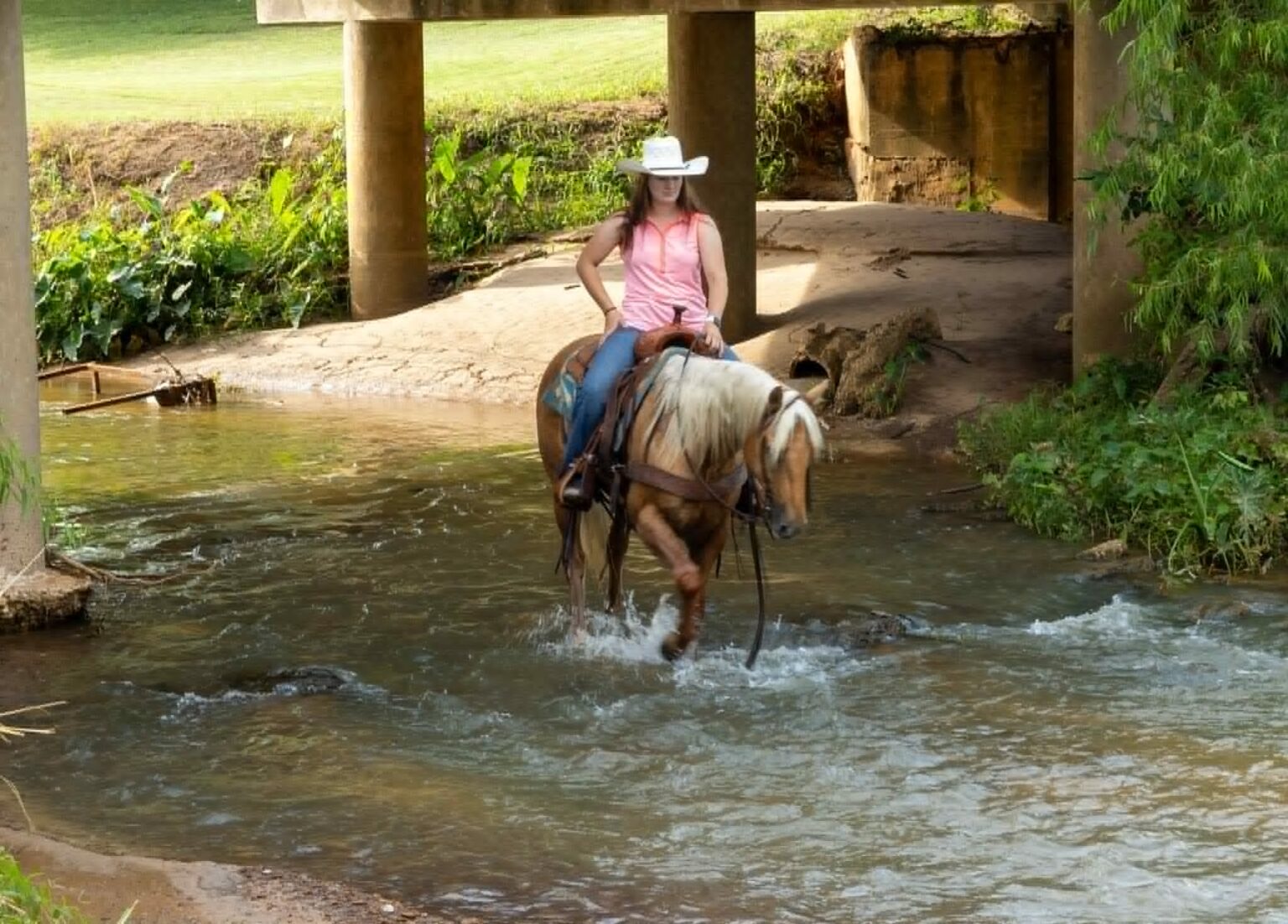 ASM Moon Rocket - Platinum Equine Auction