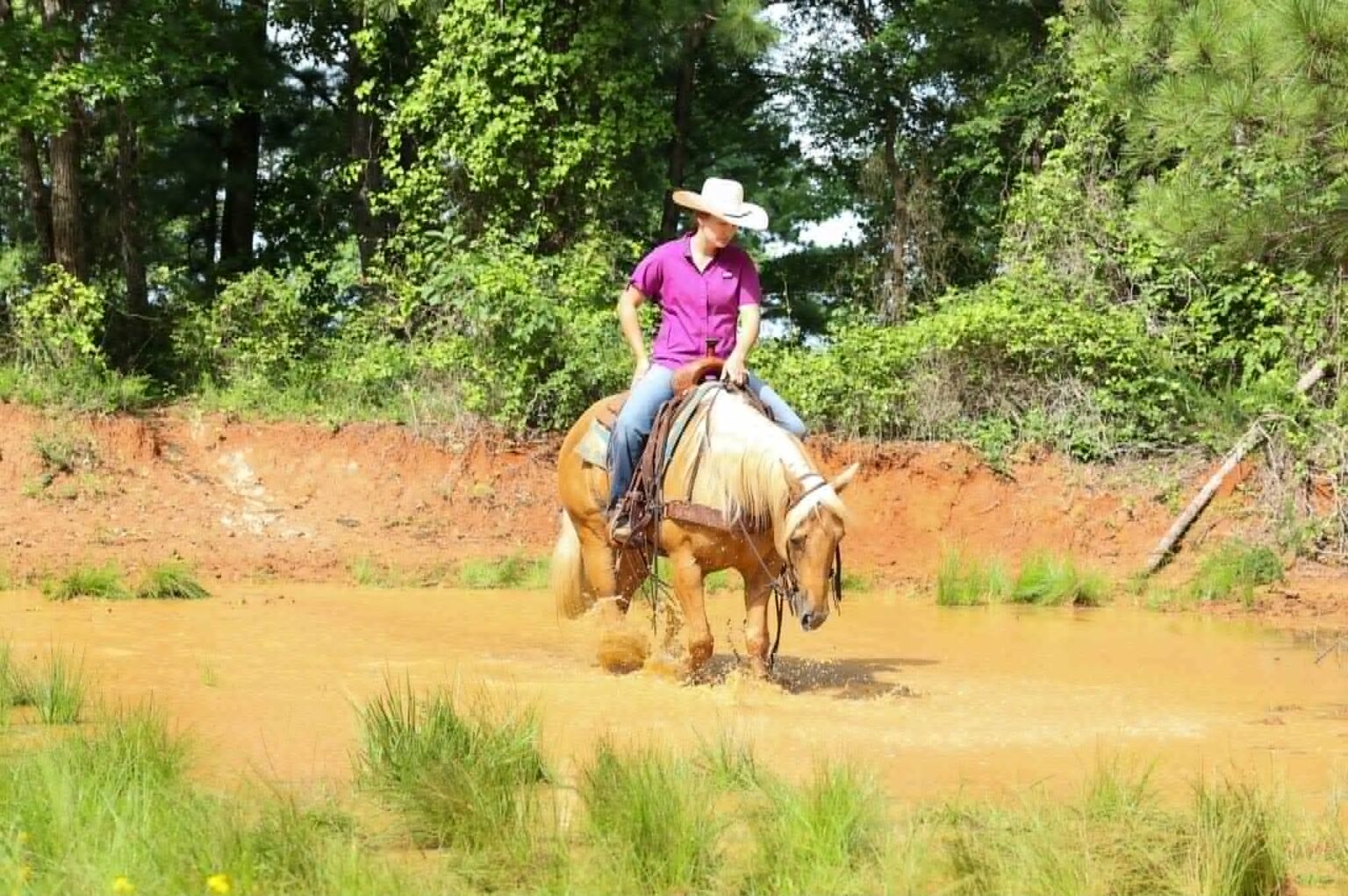 ASM Moon Rocket - Platinum Equine Auction