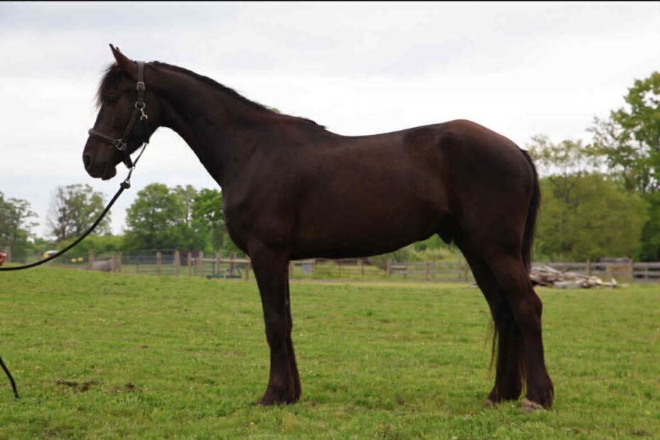 Emerald - Platinum Equine Auction