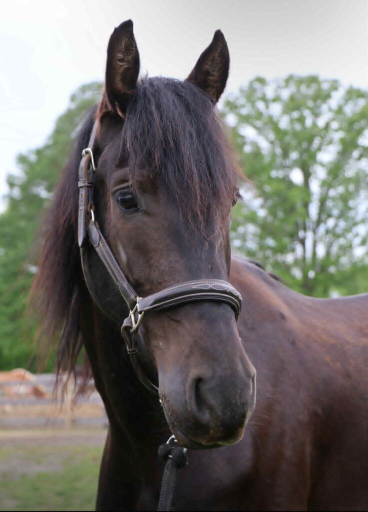 Emerald - Platinum Equine Auction