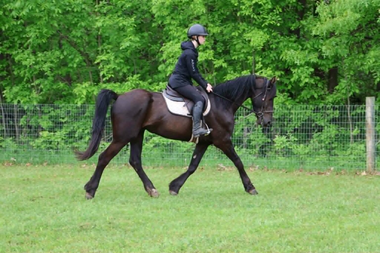 Emerald - Platinum Equine Auction