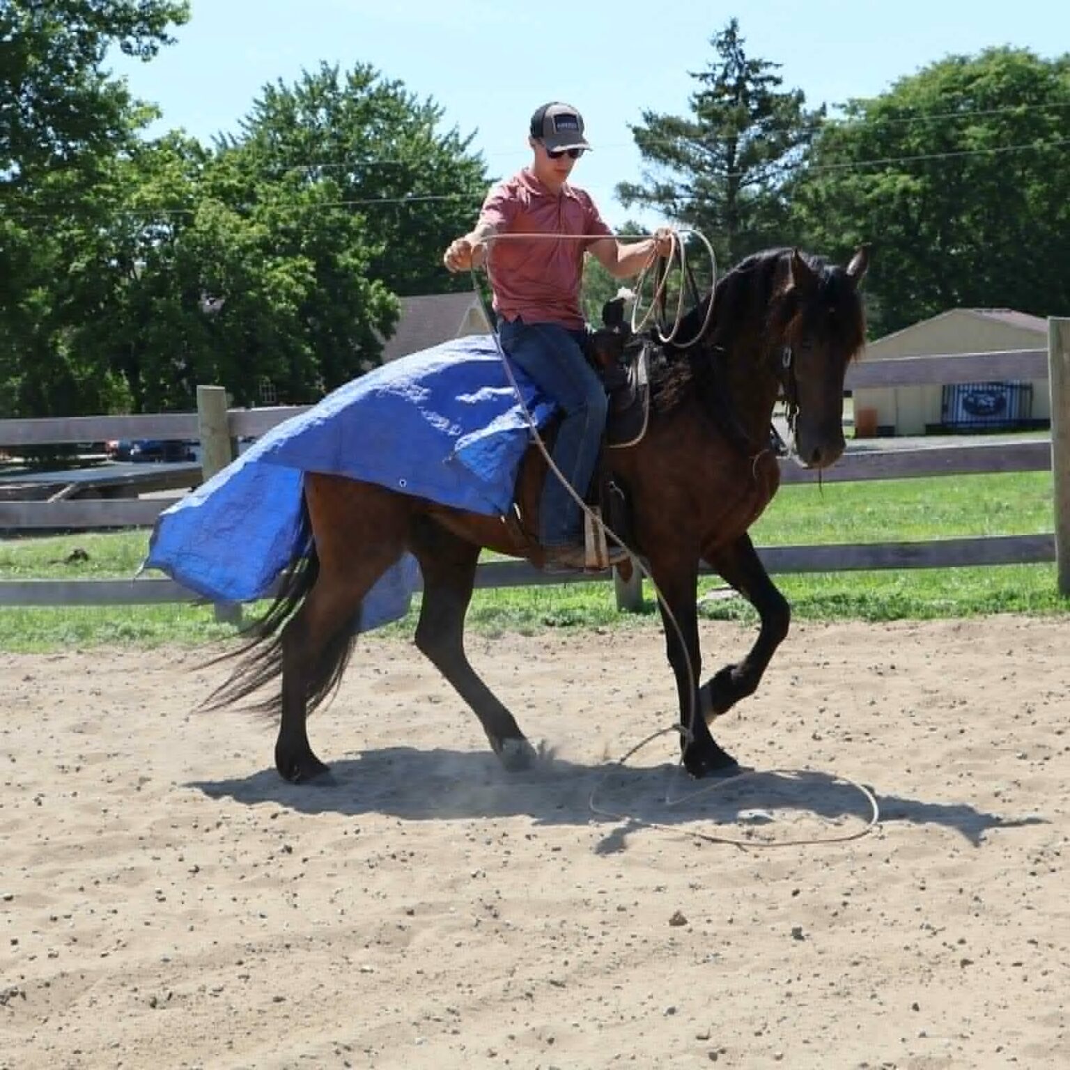 Emerald - Platinum Equine Auction