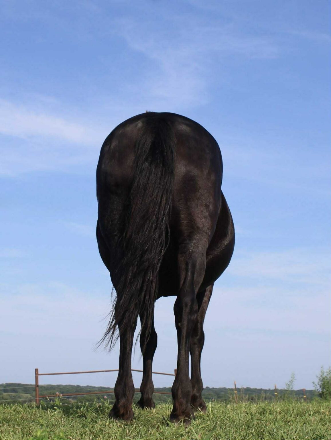 Fiona - Platinum Equine Auction