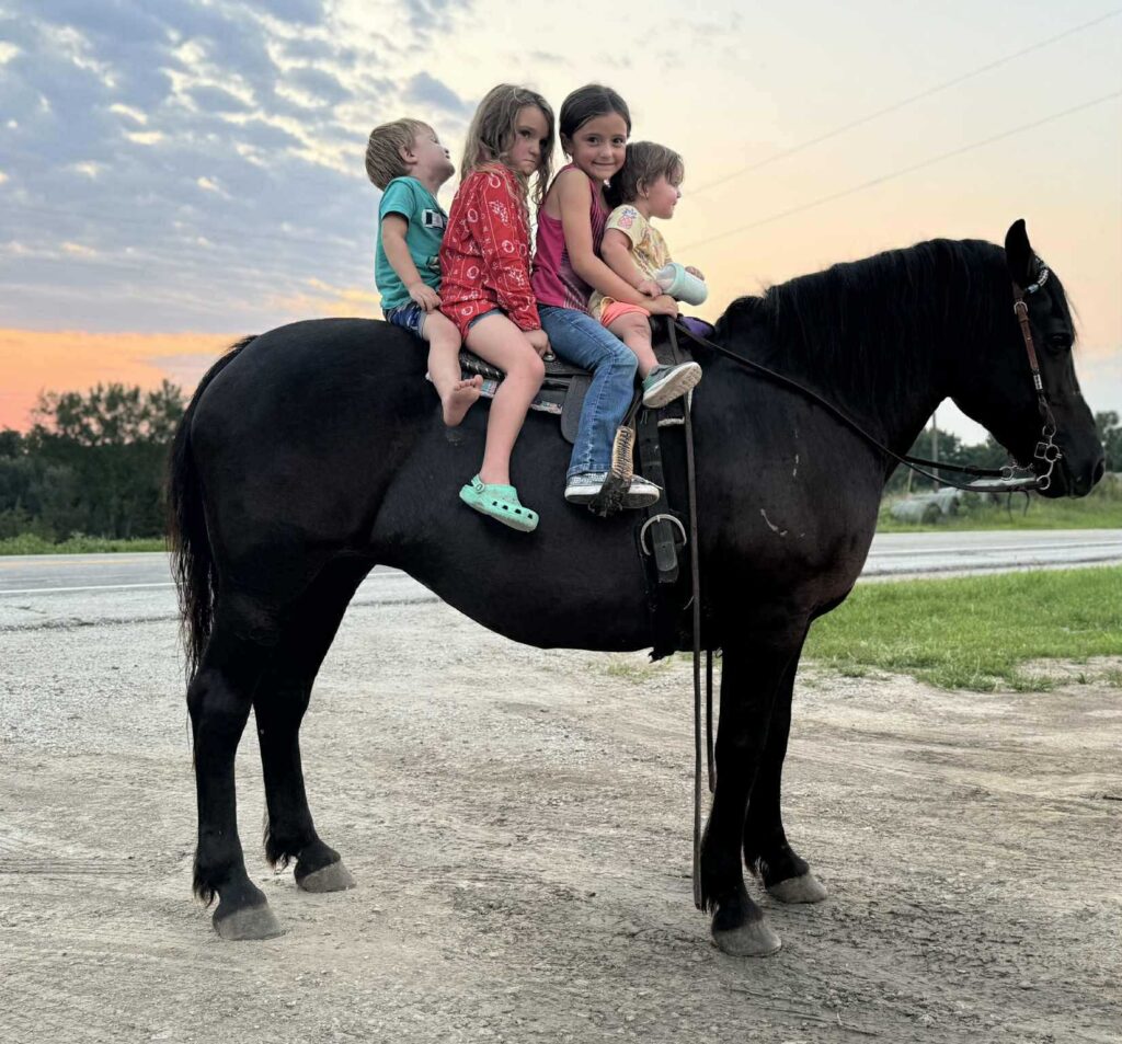 Fiona - Platinum Equine Auction