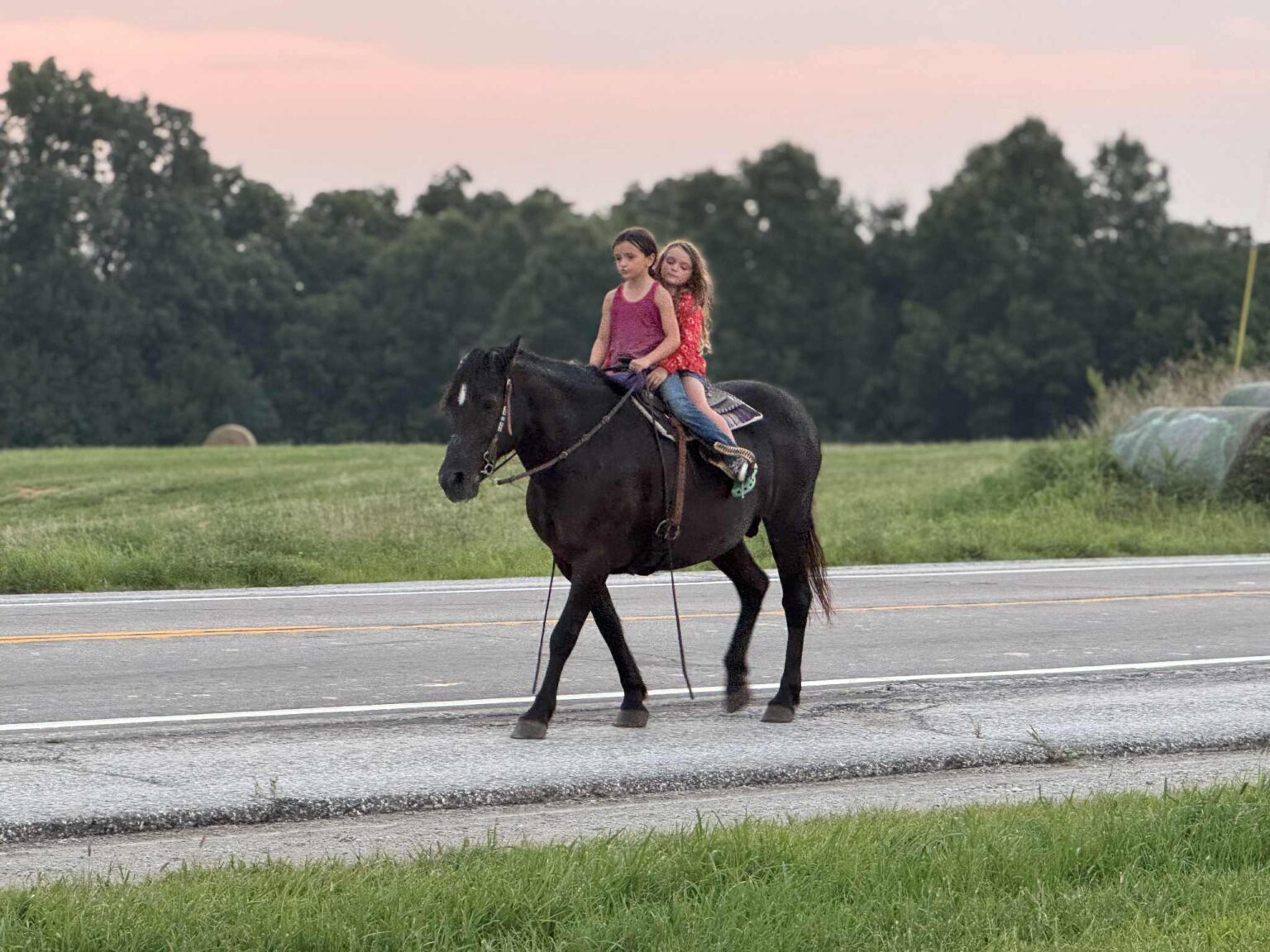 Fiona - Platinum Equine Auction