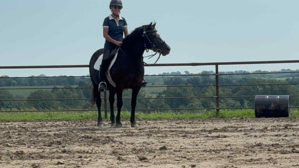 Fiona - Platinum Equine Auction