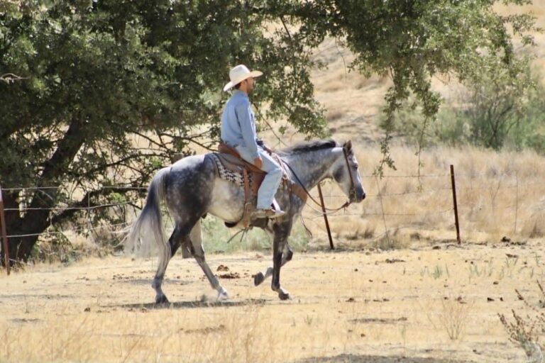 Atlas Steel - Platinum Equine Auction