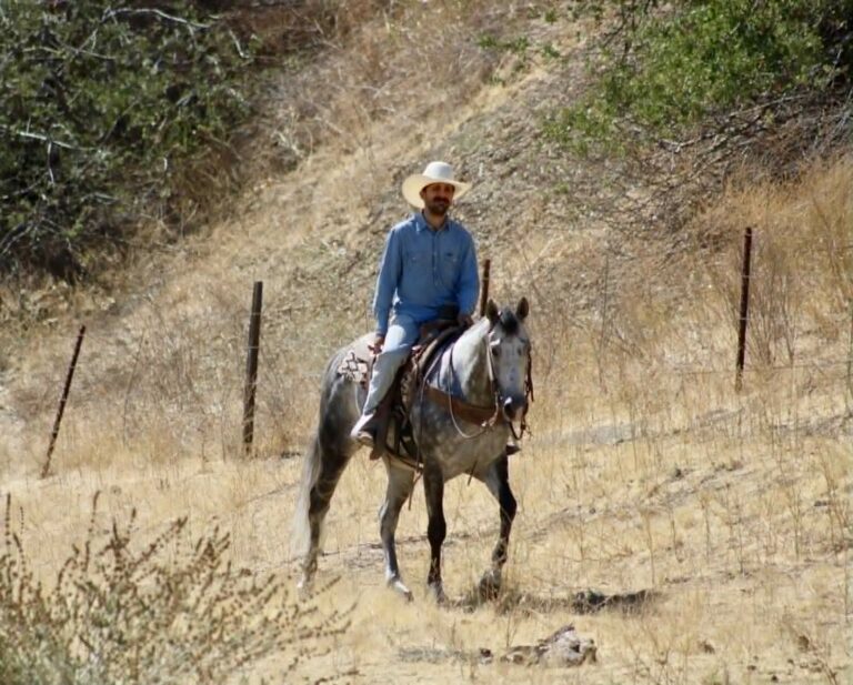 Atlas Steel - Platinum Equine Auction
