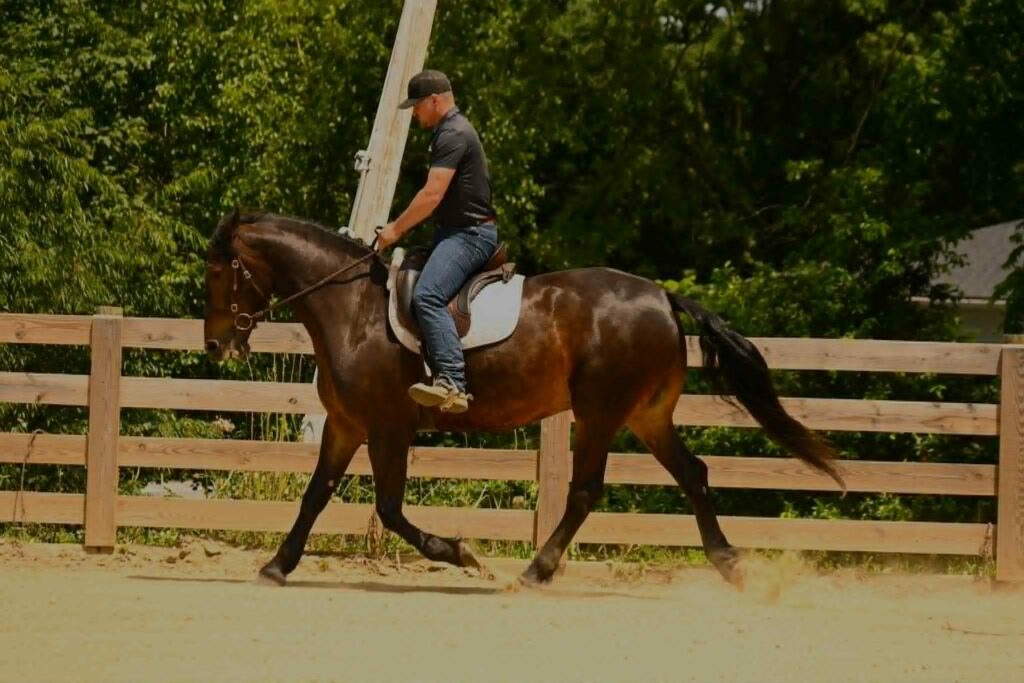 Maverick - Platinum Equine Auction