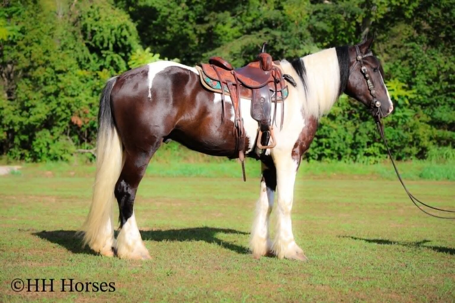 Big N Rich - Platinum Equine Auction