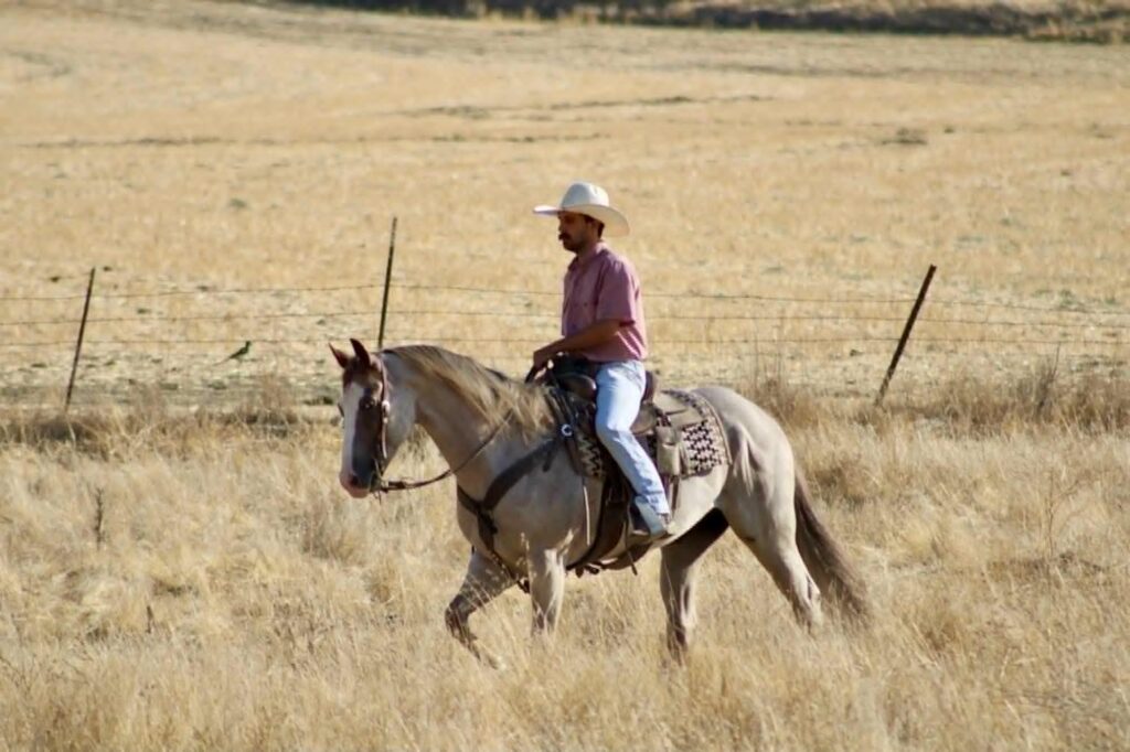 Auggie. - Platinum Equine Auction
