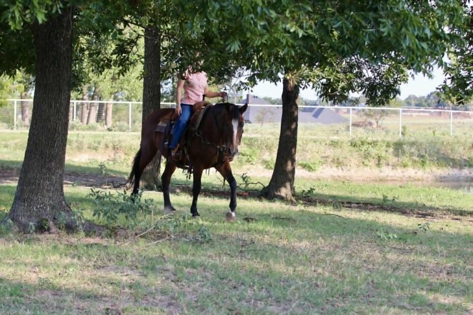 Stevi - Platinum Equine Auction