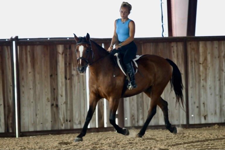 Stevi - Platinum Equine Auction
