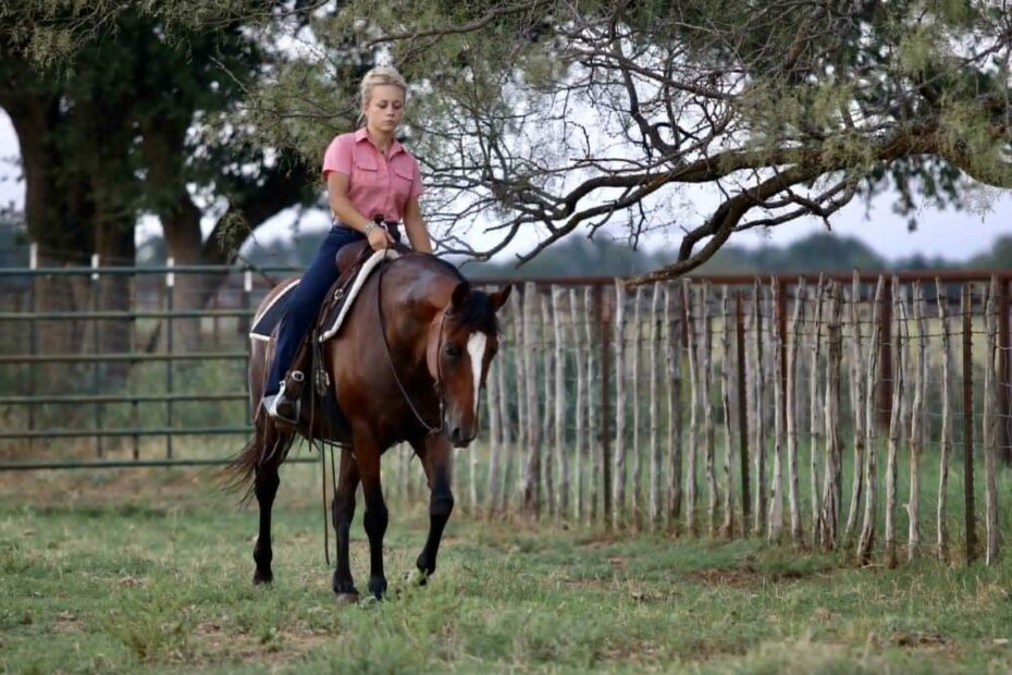 Stevi - Platinum Equine Auction